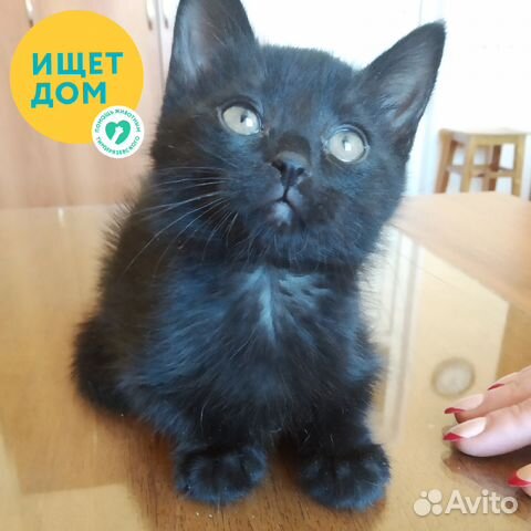 Котята в дар