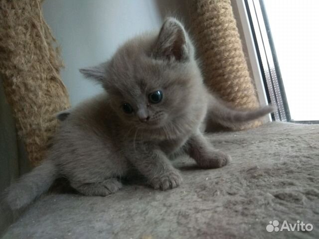 Британские котята чистокровные