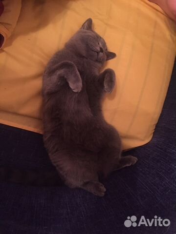 Отдам в очень добрые руки