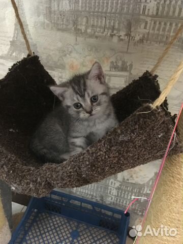 Котята вислоухие