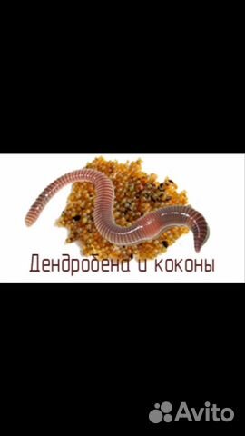 Червь Дендробена