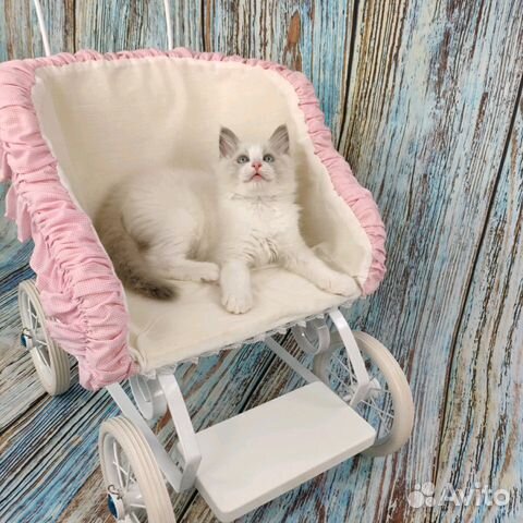 Dorian Рэгдолл мальчик, питомник