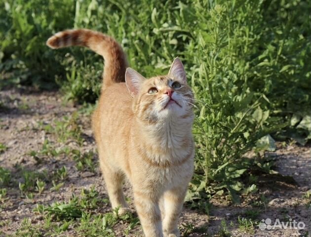 Кот Рыжуля, кошки