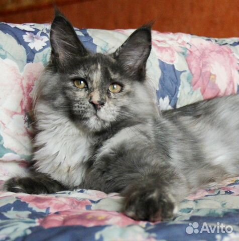 Мейн кун реально большая Габриэлла