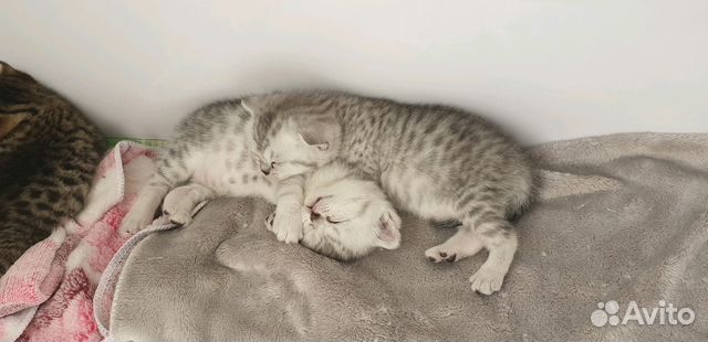 Британочка