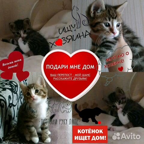 Котенок мальчик 2 месяца