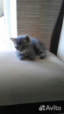 Продаются котята на половину персы
