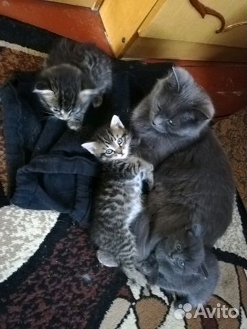 Котята-ребята