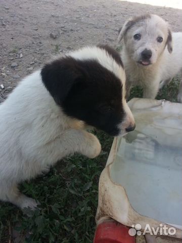 Заберите пожалуйста кутят в добрые руки