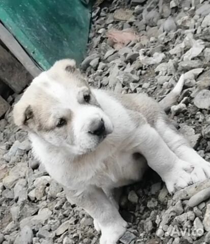 Щенок бойцовскмх кровей