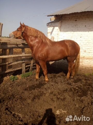 Лошадь, Жеребец, Советская Тяжеловозная, Рост 172