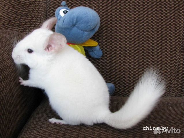 Шиншилла Самец