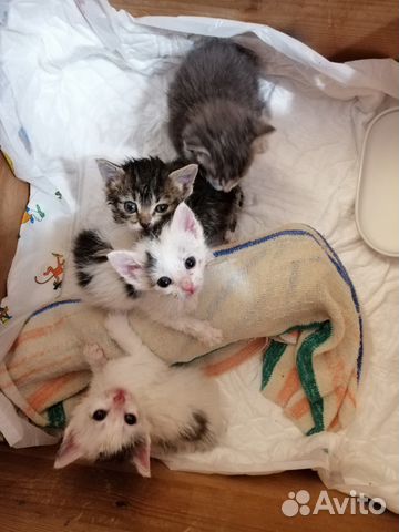Компания дворянских котят