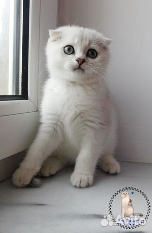 Скоттиш фолд шиншилла, ns 25