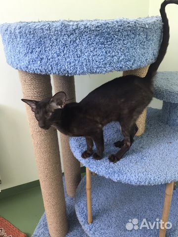 Ориентальная кошка