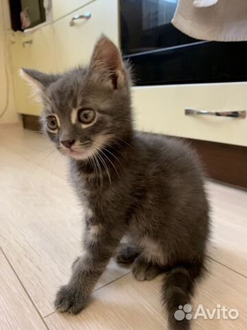 Классный котёнок