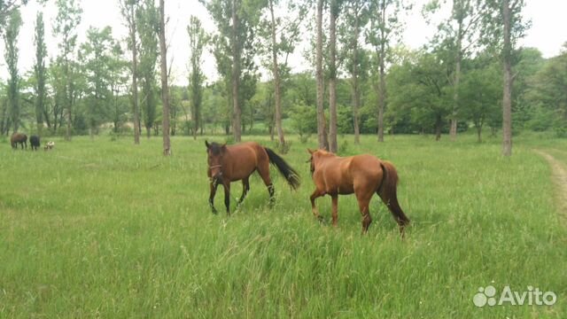 Продам 2 кобылы