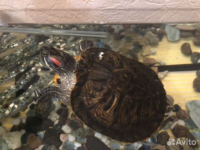 Отдам красноухих черепах
