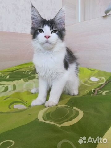 Котята из питомника