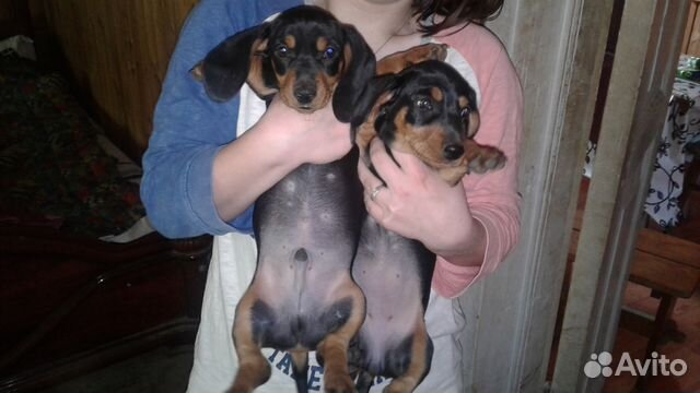 Щенки таксы