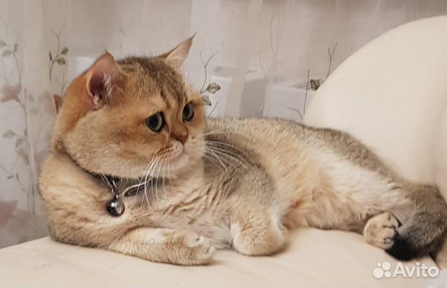 Элитный шотландский кот