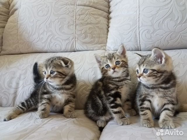 Шотландские котята