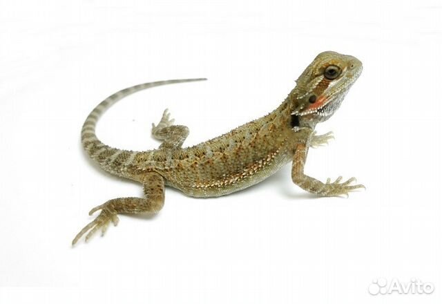 Бородатая агама