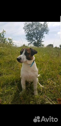 Джек рассел террьер