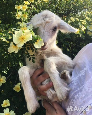 Козочка 2 месяца