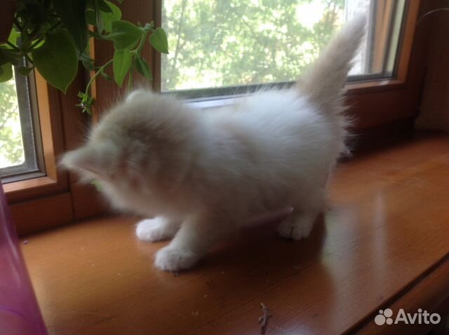 Мальчик- одуванчик:)