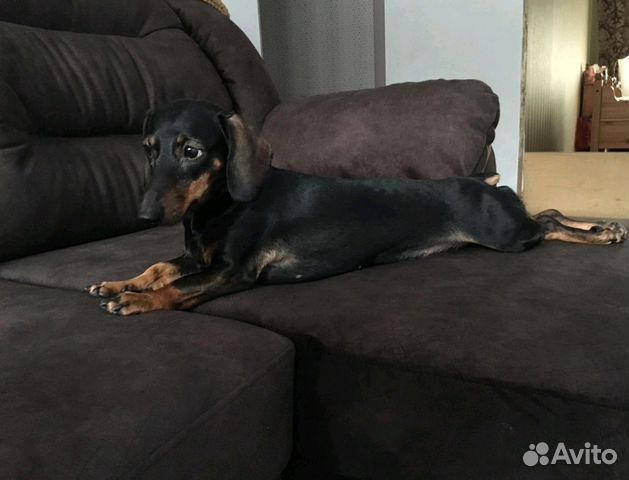 Ищет дом такса Бигги