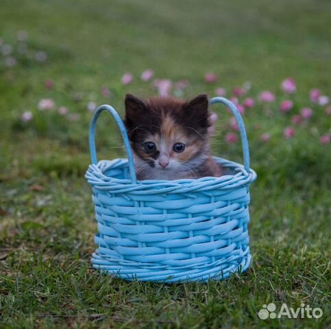 Котёнок в дар