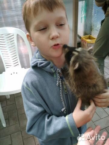 Ручные енотики