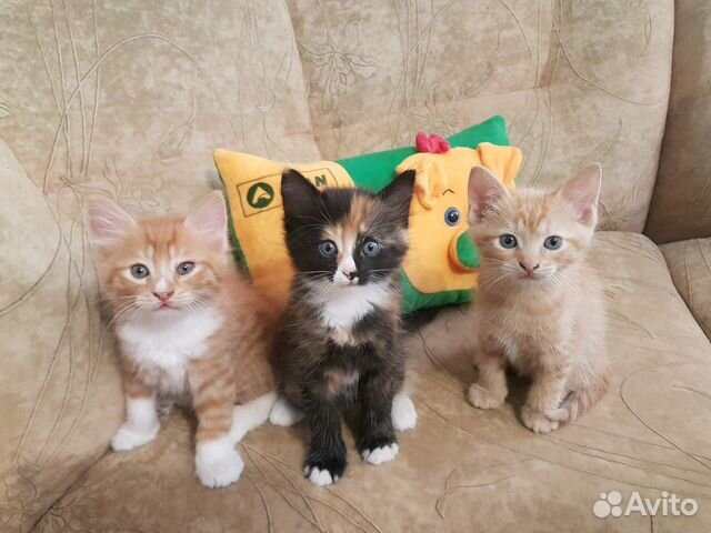 Котята турецкой ангорки