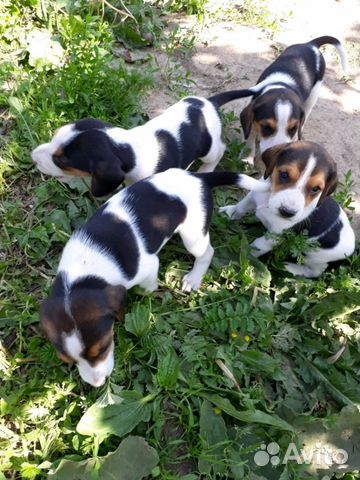 Щенки эстонской гончей