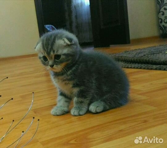 Шотландские обаятельные мишутки