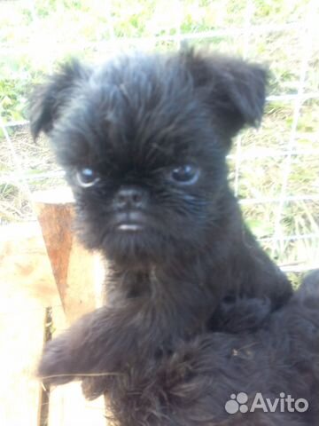 Мальчик бельгийский гриффон