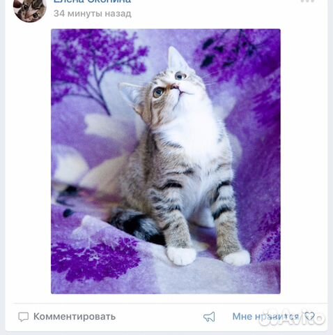 Котята Ласковые Тигряшки в дар в добрые руки