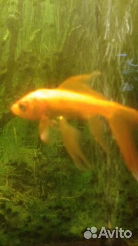 Золотые рыбки