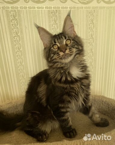 Котик Патрик