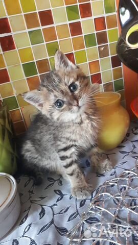 Котенок Соник в добрый руки