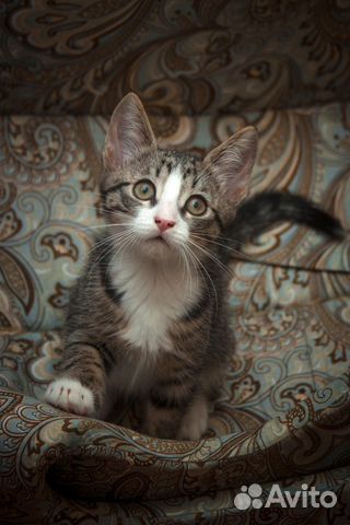 Ариша в добрые руки