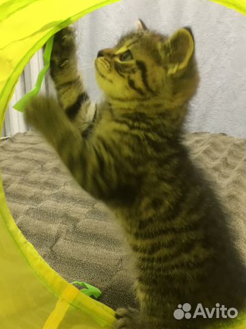 Отдам бесплатно котика