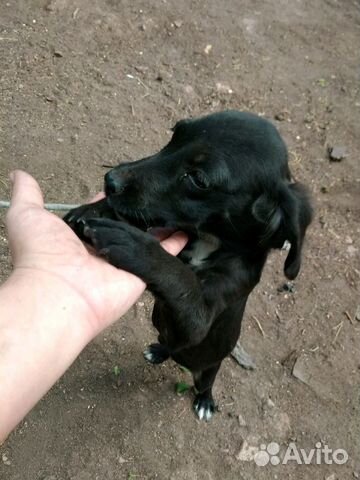 Отдам щенков