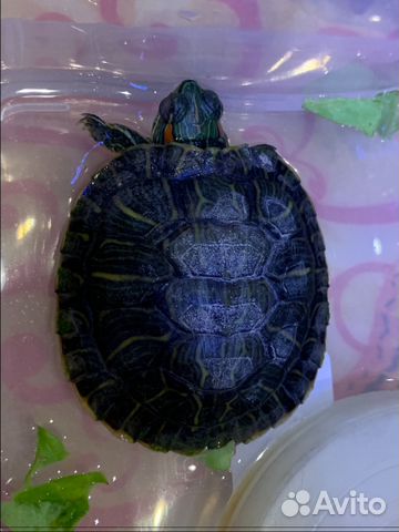 Отдам бесплатно красноухую черепаху