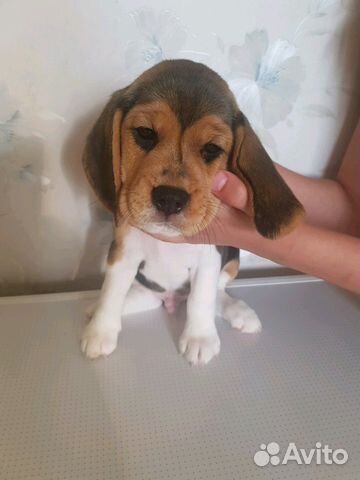 Щенок бигля