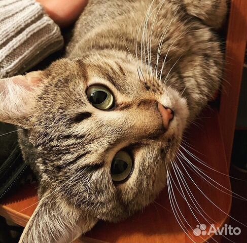 Кот Зевс