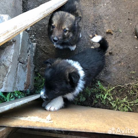 Животные даром