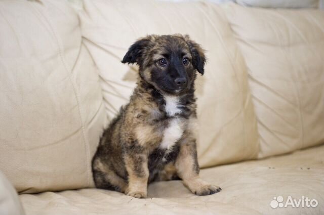 Плюшка ищет дом