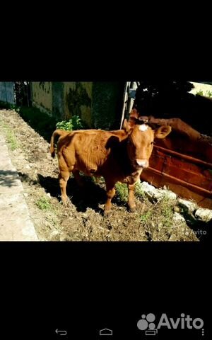 Продаются телята